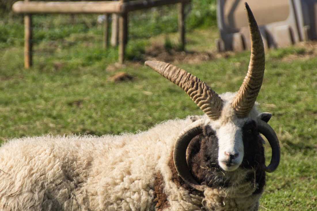 5777 : Shana Tova Lekoulam… et aux moutons de Jacob © - JForum