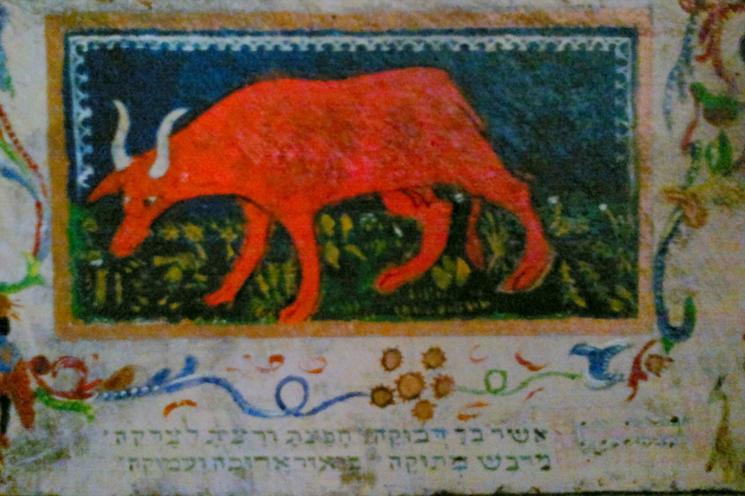 Houkat 5782: la fameuse vache rousse? Vidéo - JForum