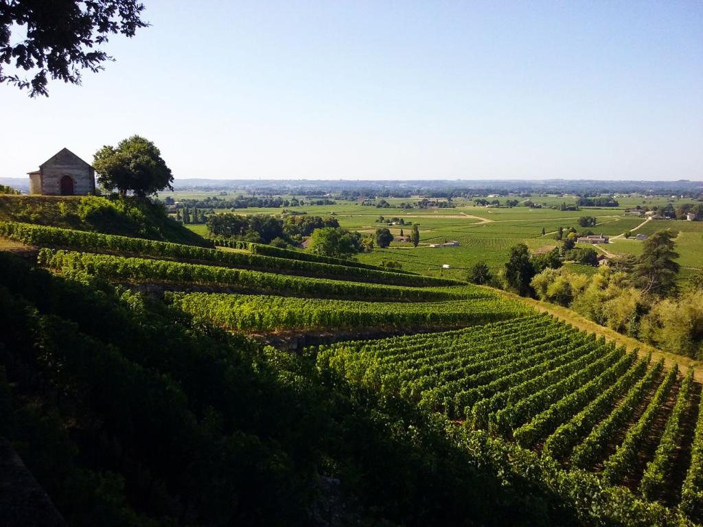 Boire du vin casher: pour quelles raisons? - JForum