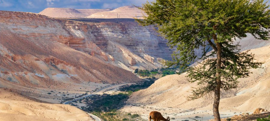 Le kibboutz de Sde Boker, au milieu du désert israélien - JForum