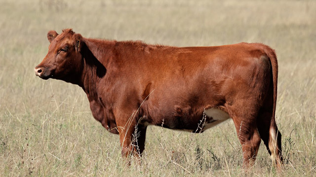 HouKaT: le mystère de la vache rousse (R. Draï) Vidéo - JForum